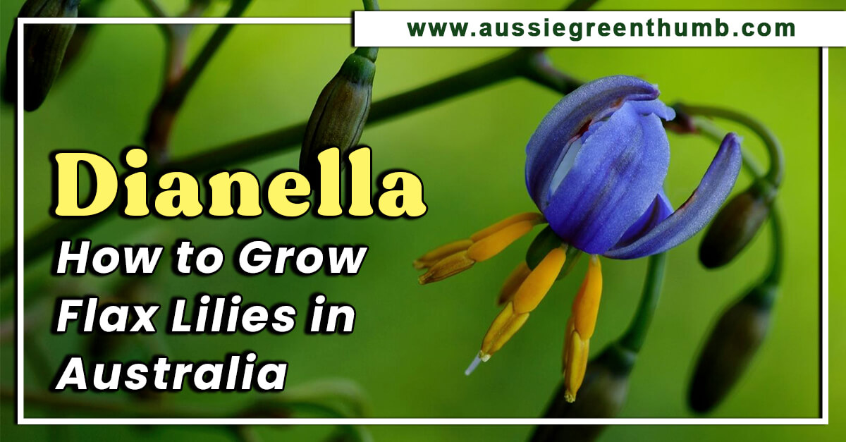 Grevillea Honey Gem | Australian Native Guide - Aussie Green Thumb