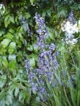 Dianella caerulea (Blue Flax Lily) Growing Guide - AGT