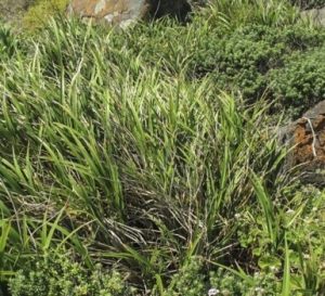 Dianella (Flax Lilies) – How to Grow in Australia - AGT