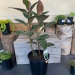Ficus elastica (Rubber Plant) Growing Guide - AGT