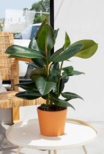 Ficus elastica (Rubber Plant) Growing Guide - AGT