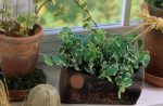 Creeping Fig (Ficus pumila) Growing Guide
