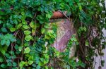 Creeping Fig (Ficus Pumila) Growing Guide