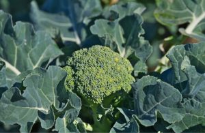 25 Hydroponic Plants to Grow in Australia - AGT