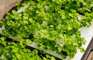25 Hydroponic Plants to Grow in Australia - AGT