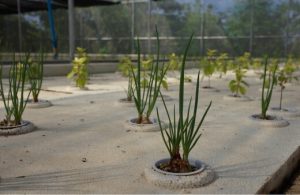 25 Hydroponic Plants to Grow in Australia - AGT