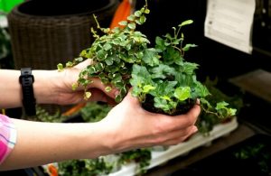 Creeping Fig (Ficus pumila) Growing Guide