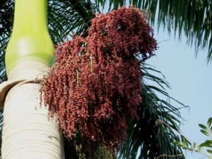 Archontophoenix alexandrae (Alexander Palm) – Australian Native Growing ...