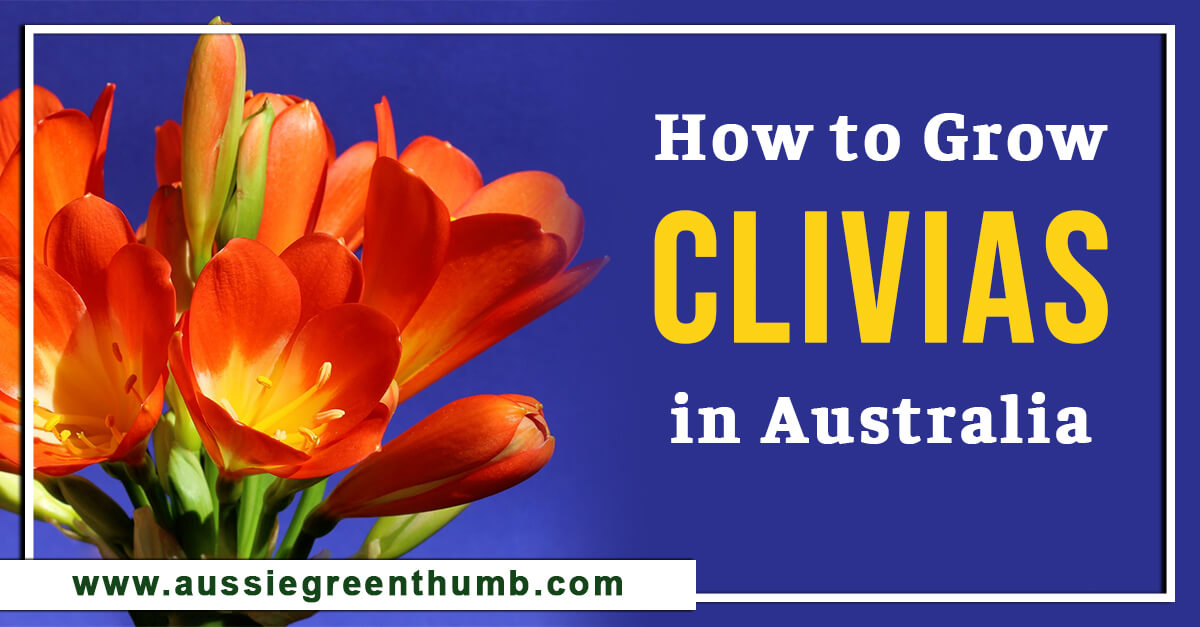 How to Grow Clivias in Australia - AGT