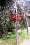 Wodyetia bifurcata (Foxtail Palm) Australian Native Growing Guide - AGT
