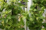 25 Hydroponic Plants to Grow in Australia - AGT
