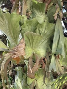 Staghorn Fern – How to Grow Indoors and Outdoors - AGT