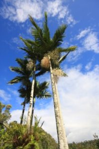 Archontophoenix alexandrae (Alexander Palm) – Australian Native Growing ...