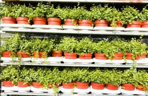 Creeping Fig (Ficus pumila) Growing Guide