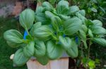 25 Hydroponic Plants to Grow in Australia - AGT