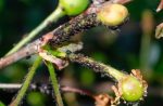 How to Identify and Get Rid of Aphids : AGT