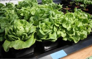Growing with Hydroponics at home – Beginners guide - AGT