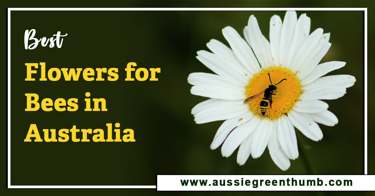 10 Best Flowers for Bees in Australia : AGT