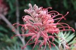 Grevillea ‘Robyn Gordon’ | Australian Native Guide - AGT