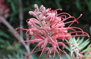 Grevillea ‘Robyn Gordon’ | Australian Native Guide - AGT