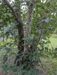 Sandpaper Fig – Ficus coronata Growing Guide : AGT