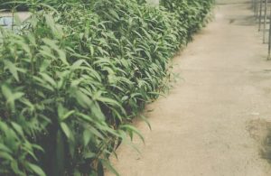 Vietnamese Mint | How to Grow and Care Guide - AGT