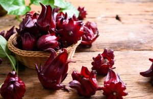 Rosella Plant | How to Grow Hibiscus sabdariffa