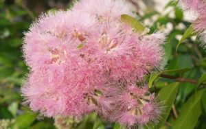 Syzygium luehmannii 'Cascade' (Lilly Pilly Cascade) Growing and Care ...