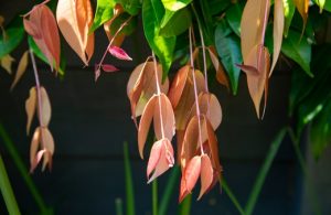 Syzygium luehmannii 'Cascade' (Lilly Pilly Cascade) Growing and Care ...