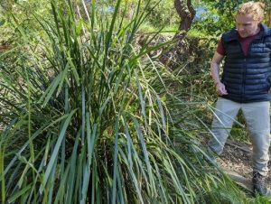 Lomandra longifolia (Spiny Head Mat Rush) | Australian Native Guide - AGT
