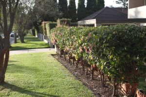 Syzygium luehmannii 'Cascade' (Lilly Pilly Cascade) Growing and Care ...