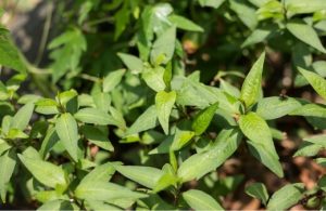 Vietnamese Mint | How to Grow and Care Guide - AGT