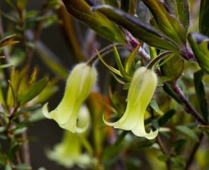 Billardiera scandens (Apple Berry Plant) – Australian Native Guide - AGT