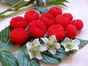 Rubus probus (Atherton Raspberry) Growing Guide - AGT