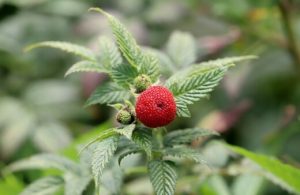 Rubus probus (Atherton Raspberry) Growing Guide - AGT