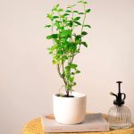 Rubus probus (Atherton Raspberry) Growing Guide - AGT