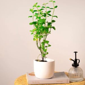 Rubus probus (Atherton Raspberry) Growing Guide - AGT