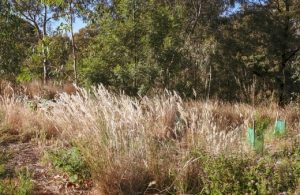 24 Best Australian Native Grasses to Use in Your Garden : AGT