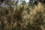 24 Best Australian Native Grasses to Use in Your Garden : AGT