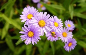 Brachyscome (Swan River Daisy) – Australian Native Growing Guide : AGT