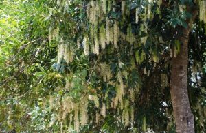 Macadamia (Macadamia Tree) – How to Grow and Care Guide - AGT