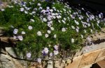 Brachyscome (Swan River Daisy) – Australian Native Growing Guide : AGT