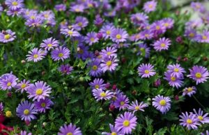 Brachyscome (Swan River Daisy) – Australian Native Growing Guide : AGT