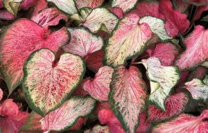 How to Grow Caladiums in Australia : AGT