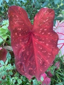How to Grow Caladiums in Australia : AGT