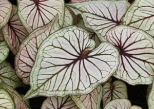 How to Grow Caladiums in Australia : AGT