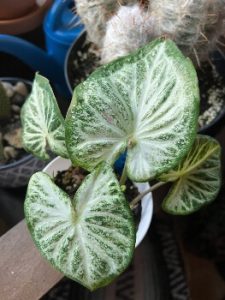 How to Grow Caladiums in Australia : AGT