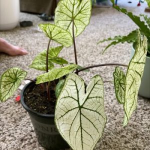 How to Grow Caladiums in Australia : AGT