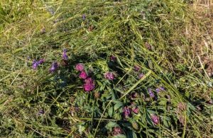 10 Types of Hay and How to Use Them : AGT