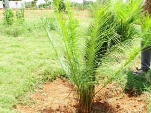 Cycads – How to Grow and Care Guide : AGT